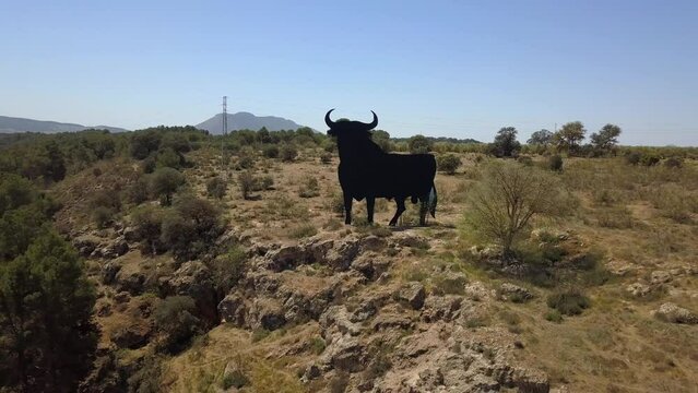 "Osborne Stier" Bilder – Durchsuchen 82 Archivfotos, Vektorgrafiken und ...