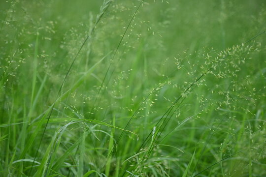 "Meadow Texture" Images – Browse 94 Stock Photos, Vectors, and Video ...