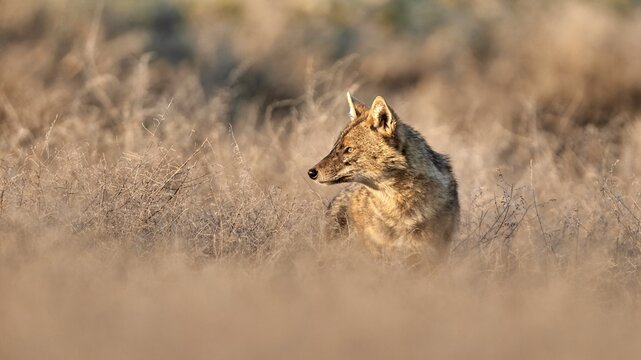 "Canis Aureus" Images – Browse 2,163 Stock Photos, Vectors, and Video ...