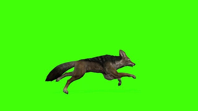 Side Striped Jackal Paw Prints