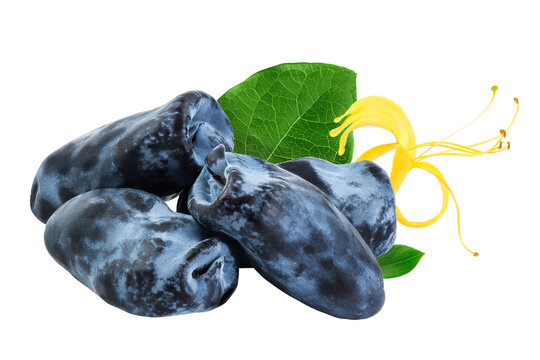 Kinnip Bilder – Durchsuchen 3,651 Archivfotos, Vektorgrafiken und ...