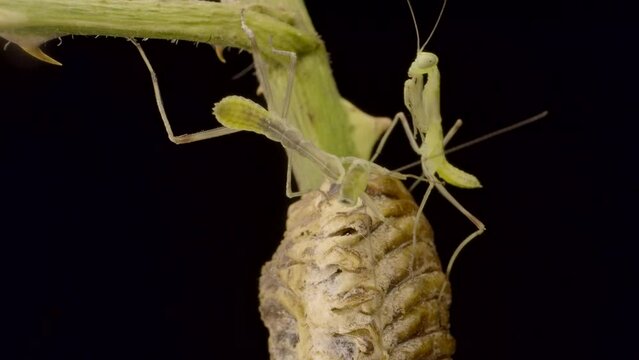 Insect.mantis Images – Browse 48,794 Stock Photos, Vectors, and Video ...
