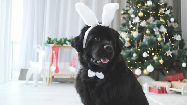 Newfoundland Christmas Images – Browse 506 Stock Photos, Vectors, and ...