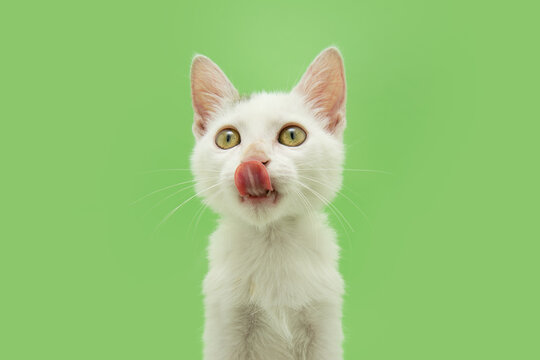 Cat Solid Background Images – Browse 9,603 Stock Photos, Vectors, and ...