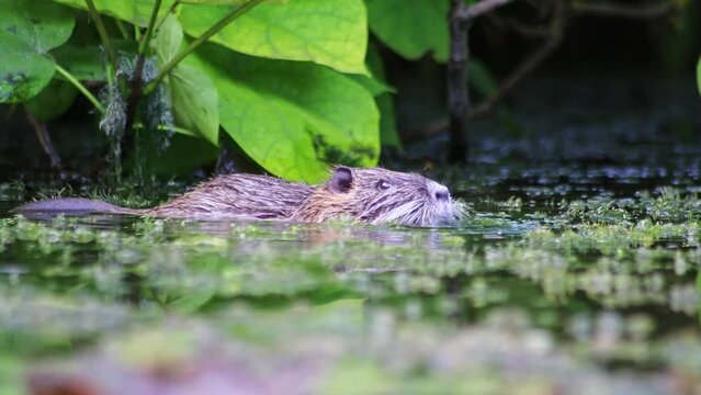 "River Rat" Images – Browse 1,162 Stock Photos, Vectors, and Video ...