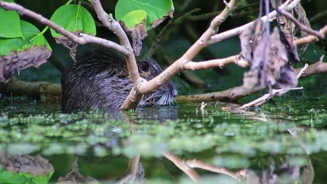 "River Rat" Images – Browse 1,211 Stock Photos, Vectors, and Video ...