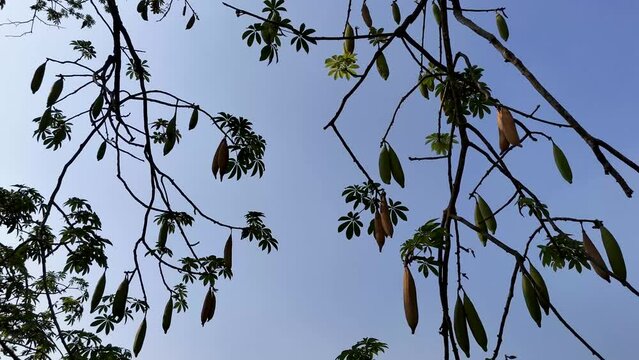 Fructify Bilder – Durchsuchen 586 Archivfotos, Vektorgrafiken und Videos | Adobe Stock