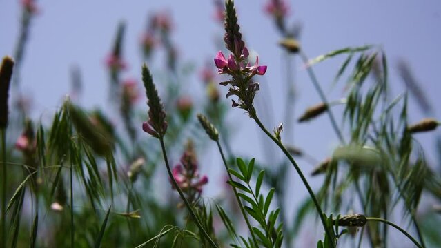 รูปภาพSainfoin – เลือกดูภาพถ่ายสต็อก เวกเตอร์ และวิดีโอ1,611 | Adobe Stock