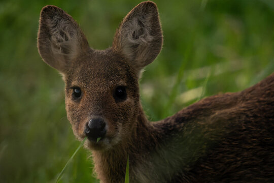 Newborn Chinese Water Deer