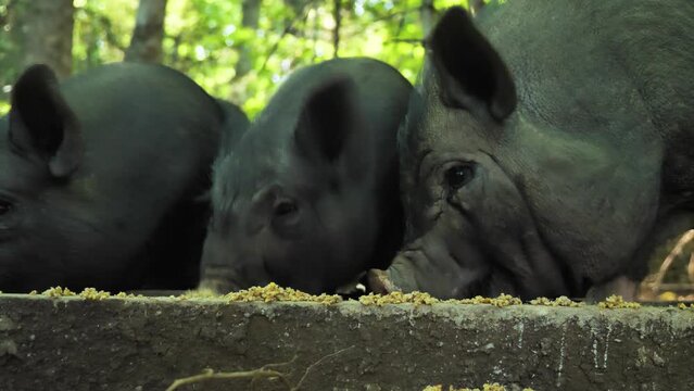 "Black Pigs" Images – Browse 529 Stock Photos, Vectors, and Video ...