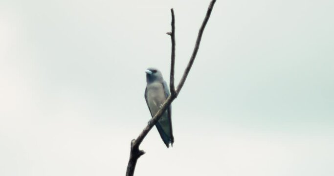 Fuscus Images – Browse 1,728 Stock Photos, Vectors, and Video | Adobe Stock