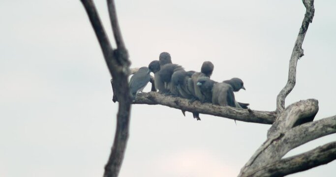 Fuscus Images – Browse 1,728 Stock Photos, Vectors, and Video | Adobe Stock