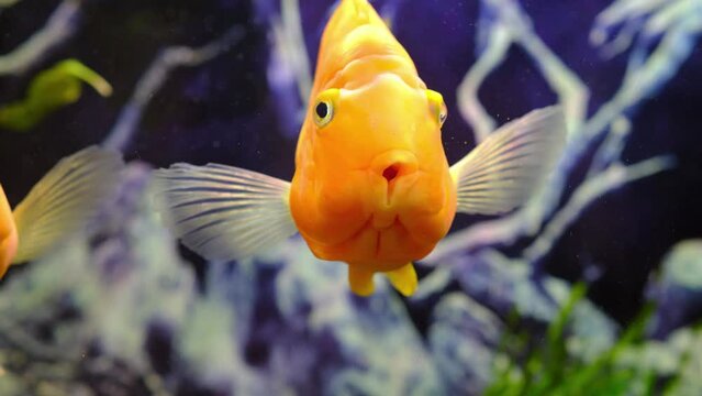 Red Parrot Fish Smiling