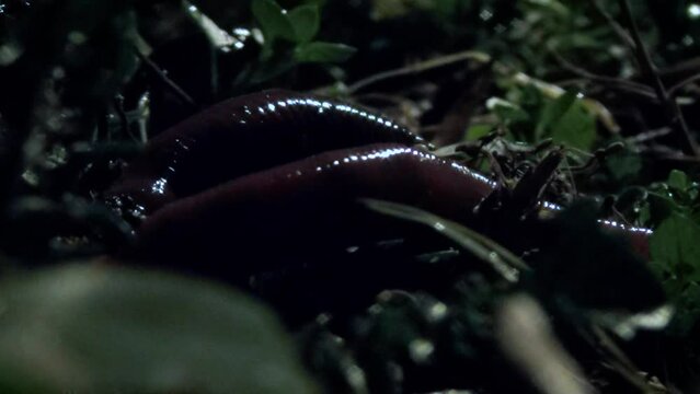 「Nightcrawler」の写真素材 | 674件の無料イラスト画像 | Adobe Stock