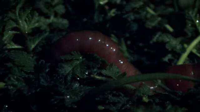 「Nightcrawler」の写真素材 | 674件の無料イラスト画像 | Adobe Stock