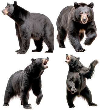 Black Bears Standing Up