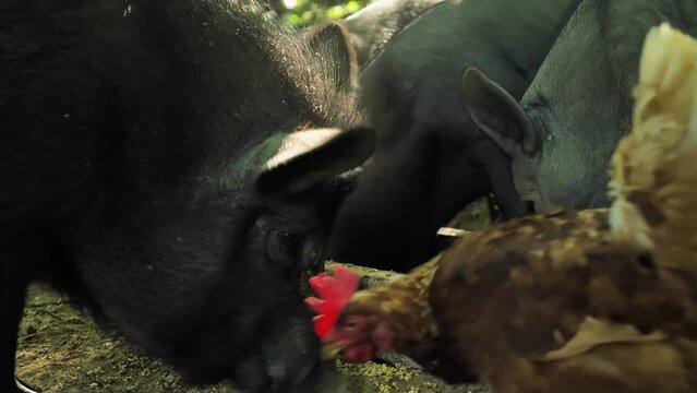 รูปภาพMini-Pigs – เลือกดูภาพถ่ายสต็อก เวกเตอร์ และวิดีโอ34 | Adobe Stock