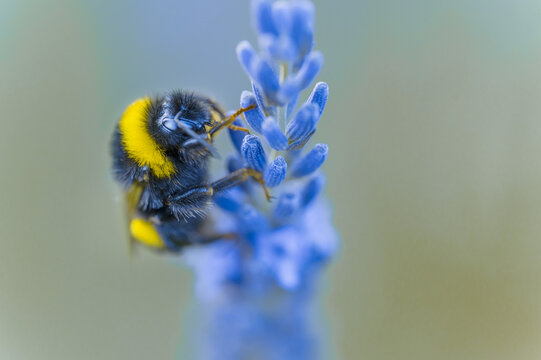 「Trzmiel」の写真素材 | 1,543件の無料イラスト画像 | Adobe Stock