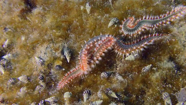 "Sea Worms" Imagens – Procure 1,056 fotos, vetores e vídeos | Adobe Stock