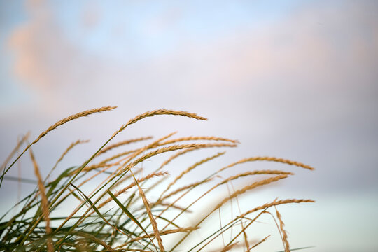 Vegetate Images – Browse 11,933 Stock Photos, Vectors, and Video ...