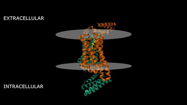 Agonist Images – Browse 2,372 Stock Photos, Vectors, and Video | Adobe ...