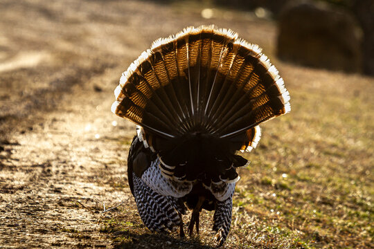 Fan Tail Images – Browse 4,786 Stock Photos, Vectors, and Video | Adobe ...