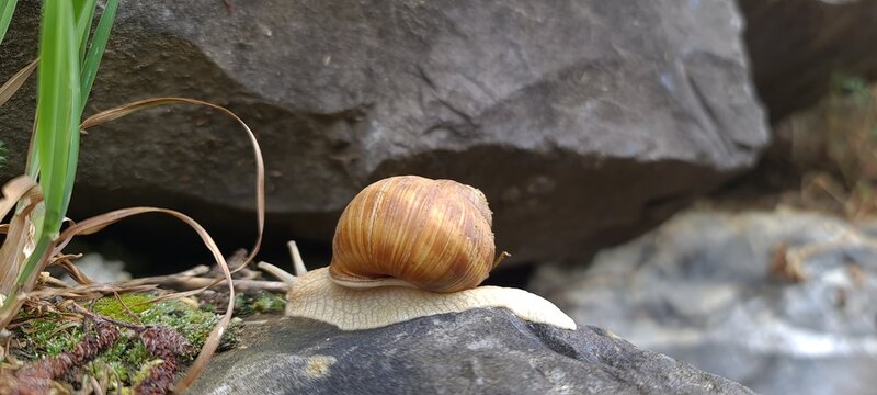 "Snail Mail Images – Parcourir 6,275 le catalogue de photos, vecteurs ...