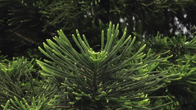 Dhuppi Images – Browse 7 Stock Photos, Vectors, and Video | Adobe Stock