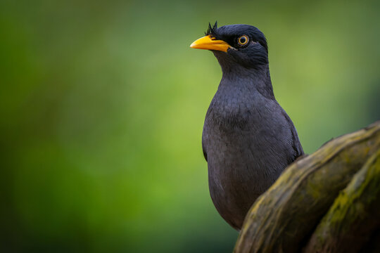 "Javan Myna" Images – Browse 432 Stock Photos, Vectors, and Video ...