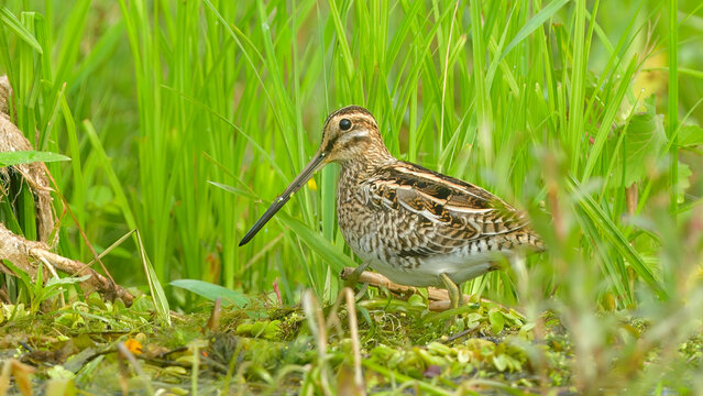 "Common Snipe" Images – Browse 3,497 Stock Photos, Vectors, and Video ...