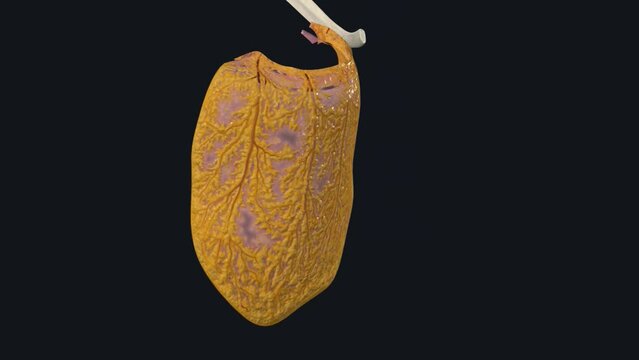 「Epiploon」の写真素材 | 114件の無料イラスト画像 | Adobe Stock