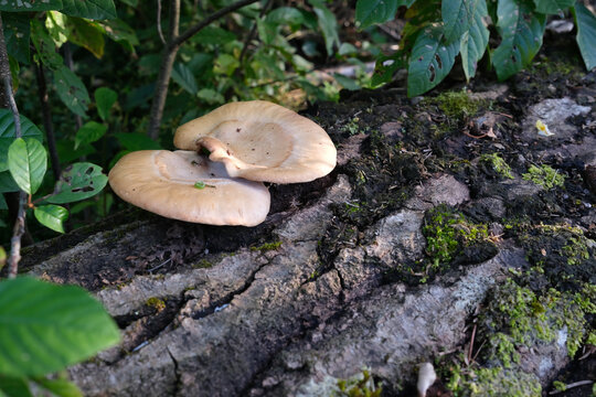 รูปภาพPanu – เลือกดูภาพถ่ายสต็อก เวกเตอร์ และวิดีโอ176 | Adobe Stock