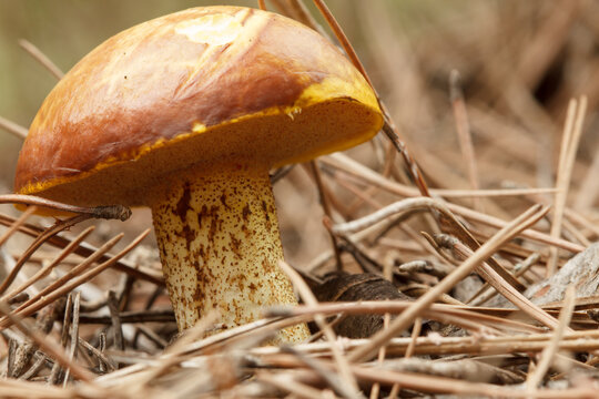 Pinaza Images – Browse 12 Stock Photos, Vectors, and Video | Adobe Stock