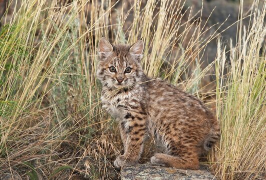 "Untamed Animal" Bilder – Durchsuchen 1,068 Archivfotos, Vektorgrafiken ...
