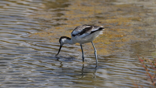 Oiseu Images – Browse 47 Stock Photos, Vectors, and Video | Adobe Stock