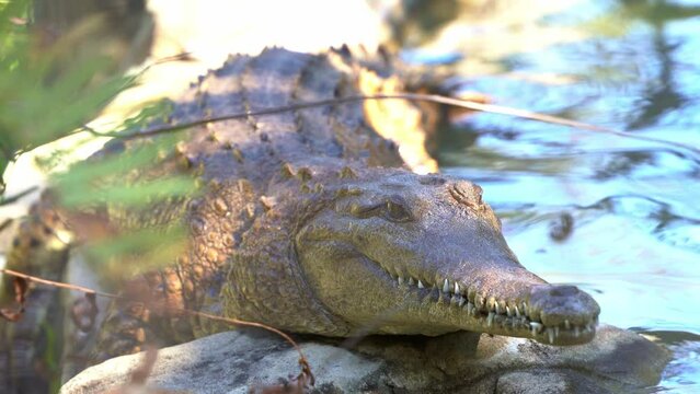 Hypercarnivorous Images – Browse 400 Stock Photos, Vectors, and Video ...