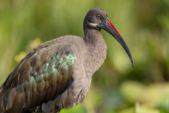 "Hadada Ibis" Images – Browse 776 Stock Photos, Vectors, and Video ...