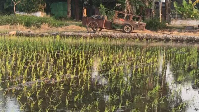 "Rice Planting" Images – Parcourir 2,842 le catalogue de photos ...