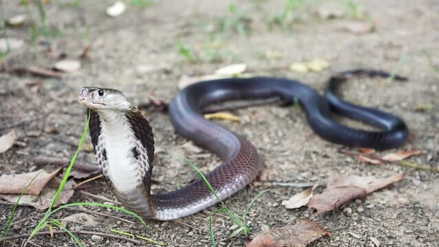 รูปภาพFuxi – เลือกดูภาพถ่ายสต็อก เวกเตอร์ และวิดีโอ38 | Adobe Stock