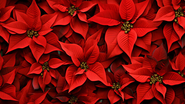 Julblommor bilder – Bläddra bland 187,938 stockfoton, vektorer och ...