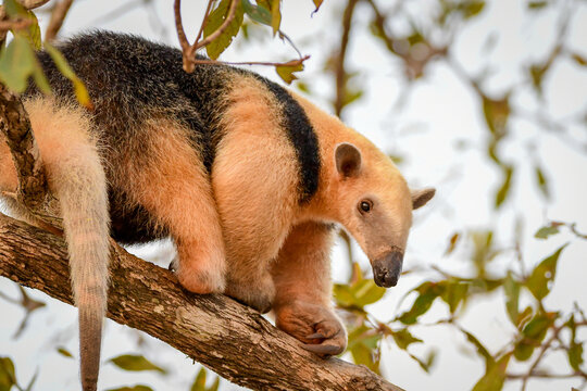 "Lesser Anteater" Images – Browse 920 Stock Photos, Vectors, and Video ...