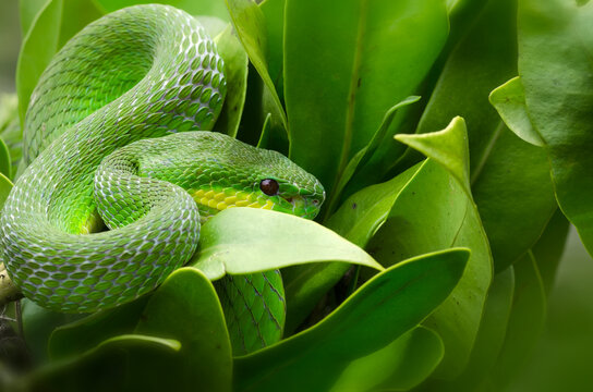 "Green Pit Viper" Images – Browse 692 Stock Photos, Vectors, and Video | Adobe Stock