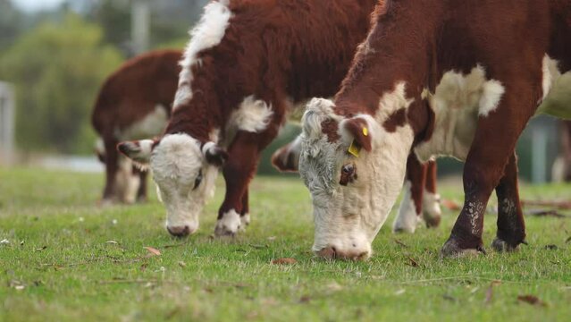 "Beef Cow" Images – Browse 24,190 Stock Photos, Vectors, and Video ...