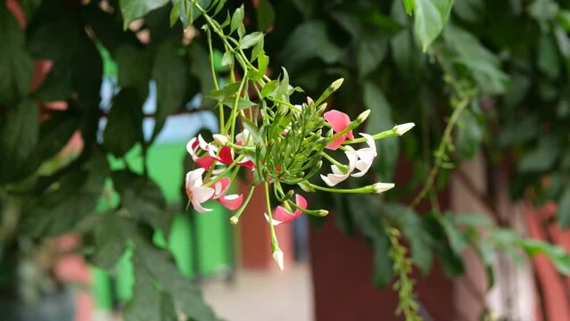 Niyog Niyogan Tree