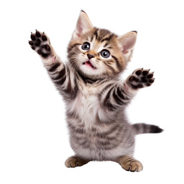 Kitten High Five