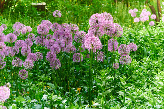 Kurrat Bilder – Durchsuchen 3,026 Archivfotos, Vektorgrafiken und ...