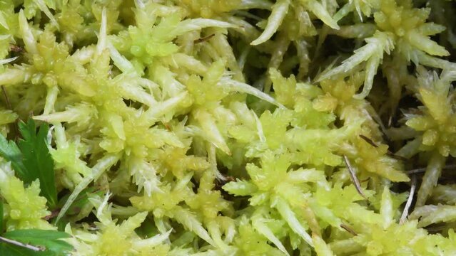 Sphagnaceae Images – Browse 92 Stock Photos, Vectors, and Video | Adobe ...