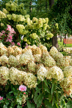 รูปภาพNecrophilia – เลือกดูภาพถ่ายสต็อก เวกเตอร์ และวิดีโอ364 | Adobe Stock