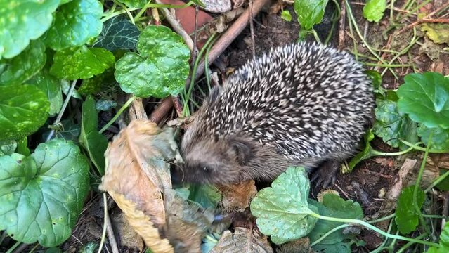 รูปภาพHedgehogs – เลือกดูภาพถ่ายสต็อก เวกเตอร์ และวิดีโอ145,325 | Adobe ...