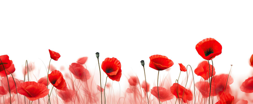"Poppy Background"-Bilder: Stock-Fotos & -Videos. | Adobe Stock
